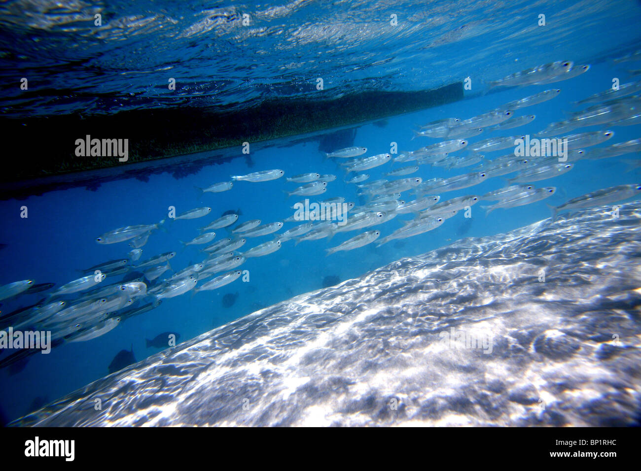 Fish gathering under a boat on the Ningaloo Reef, Coral Bay, Australia ...