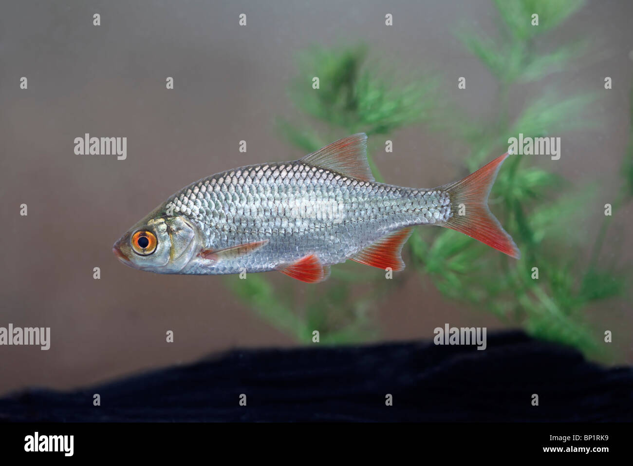 Rudd fish uk hi-res stock photography and images - Alamy