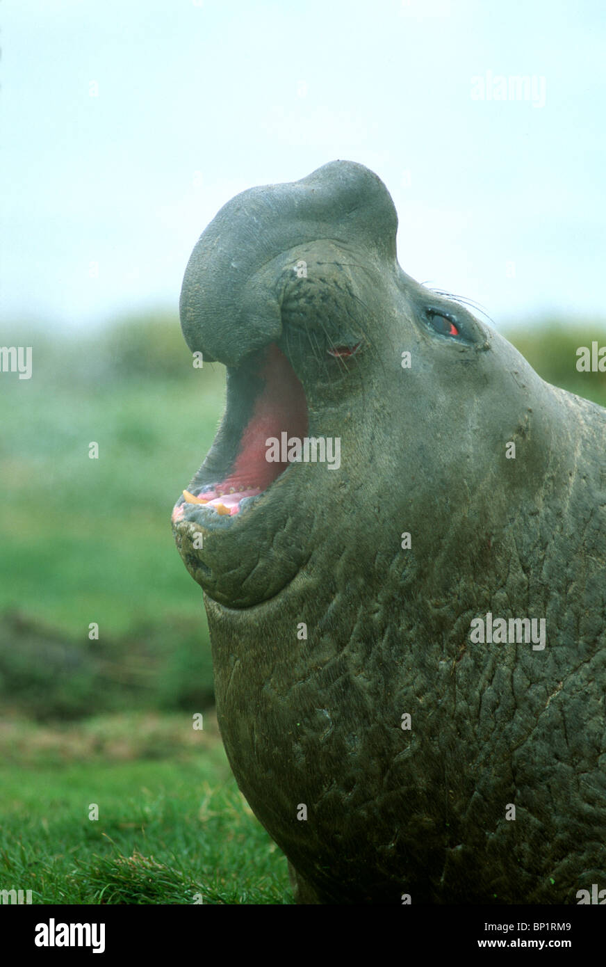 Southern Elephant Seal Adult Male bellowing Stock Photo - Alamy