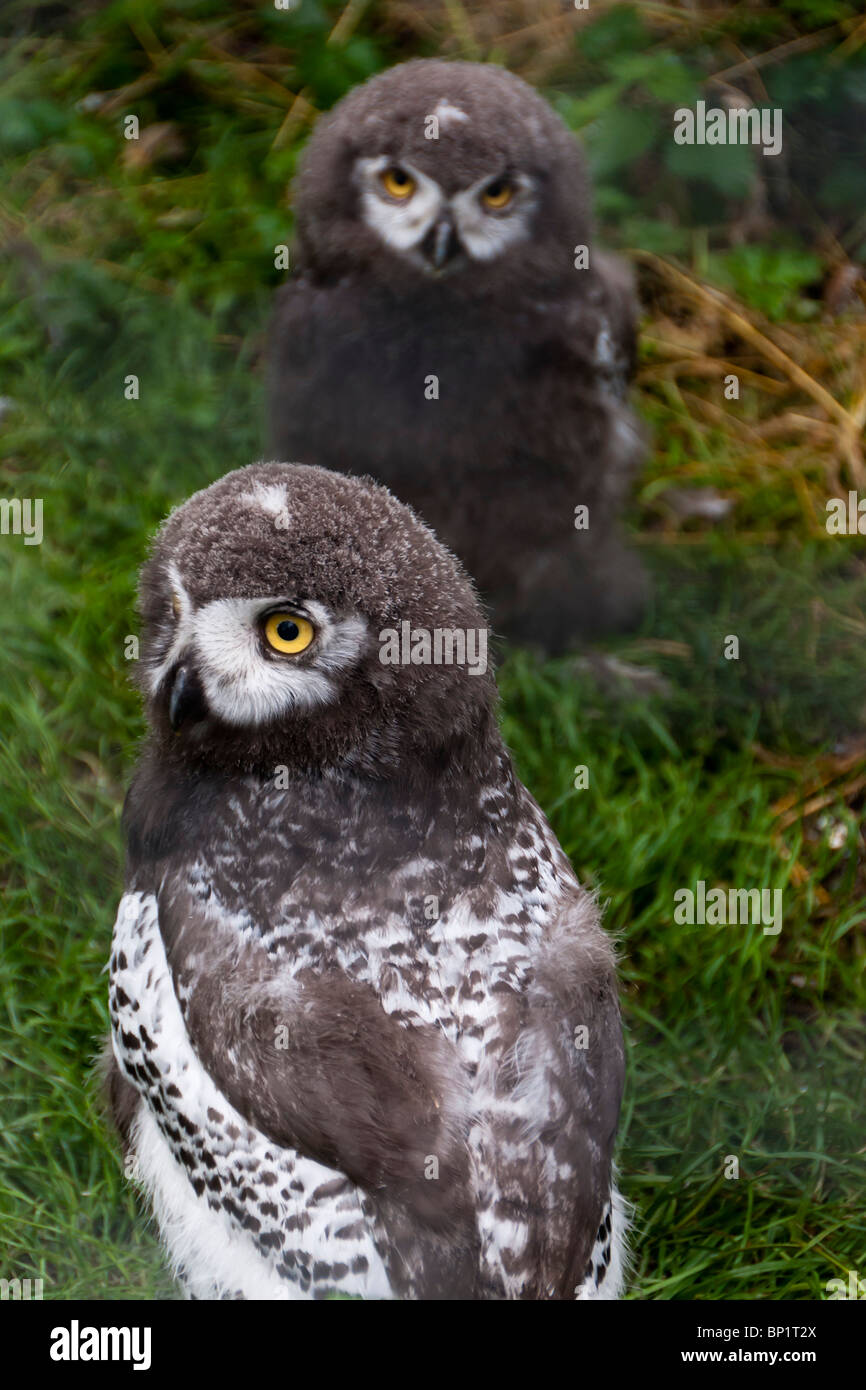 Snowy owl chicks - Five Sisters Zoo, Polbeth, Scotland Stock Photo - Alamy