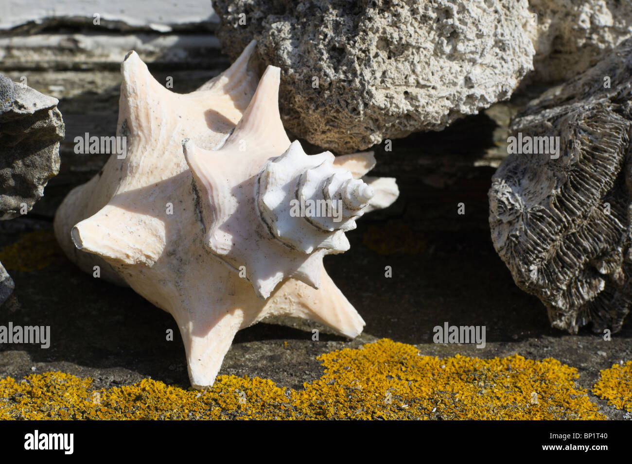 Old conch shell and coral stone in a garden Stock Photo - Alamy