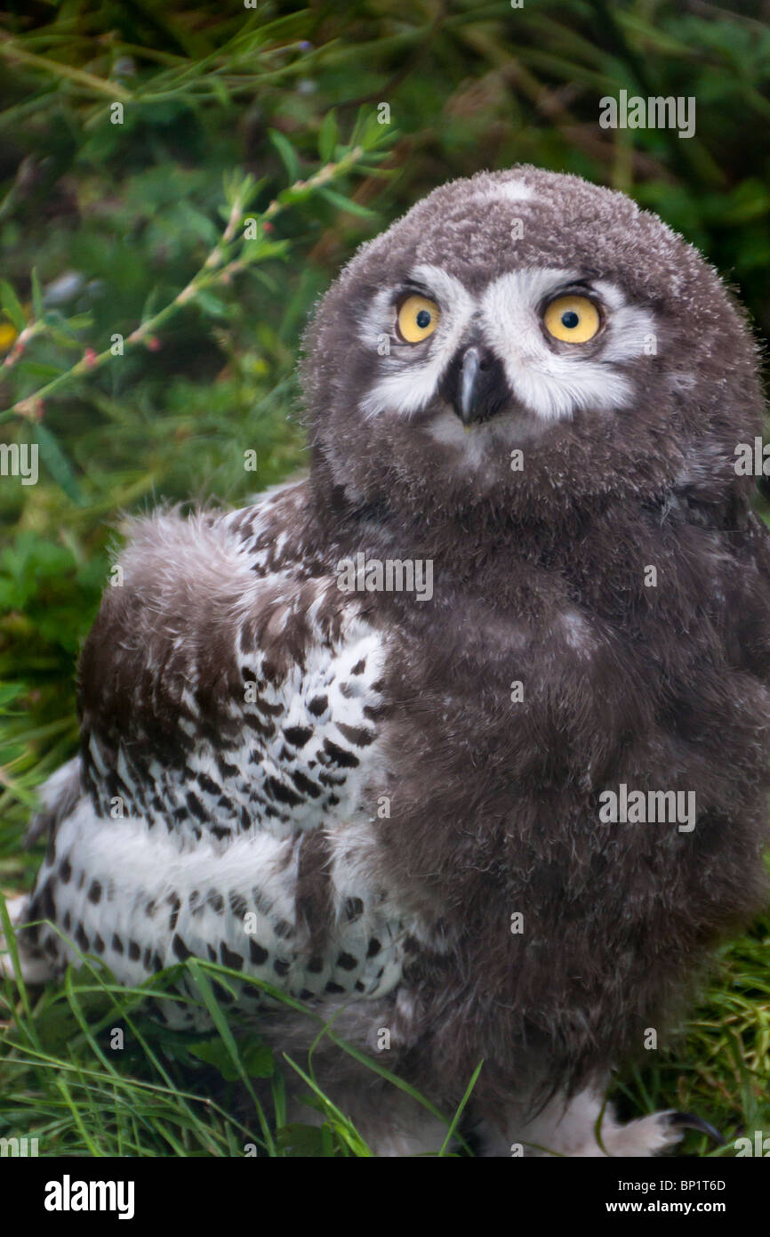Snowy owl chick - Five Sisters Zoo, Polbeth, Scotland Stock Photo - Alamy