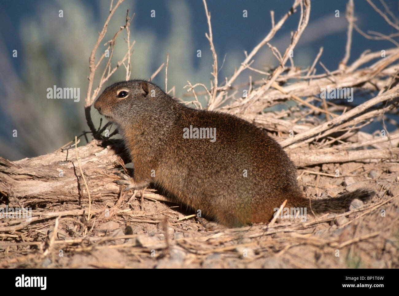 Richardson's Ground Squirrel Stock Photo - Alamy