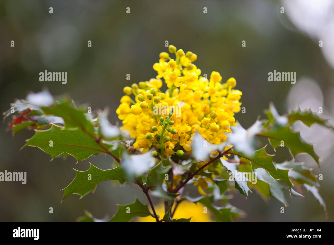 Branch with flowers and leaves hi-res stock photography and images - Alamy