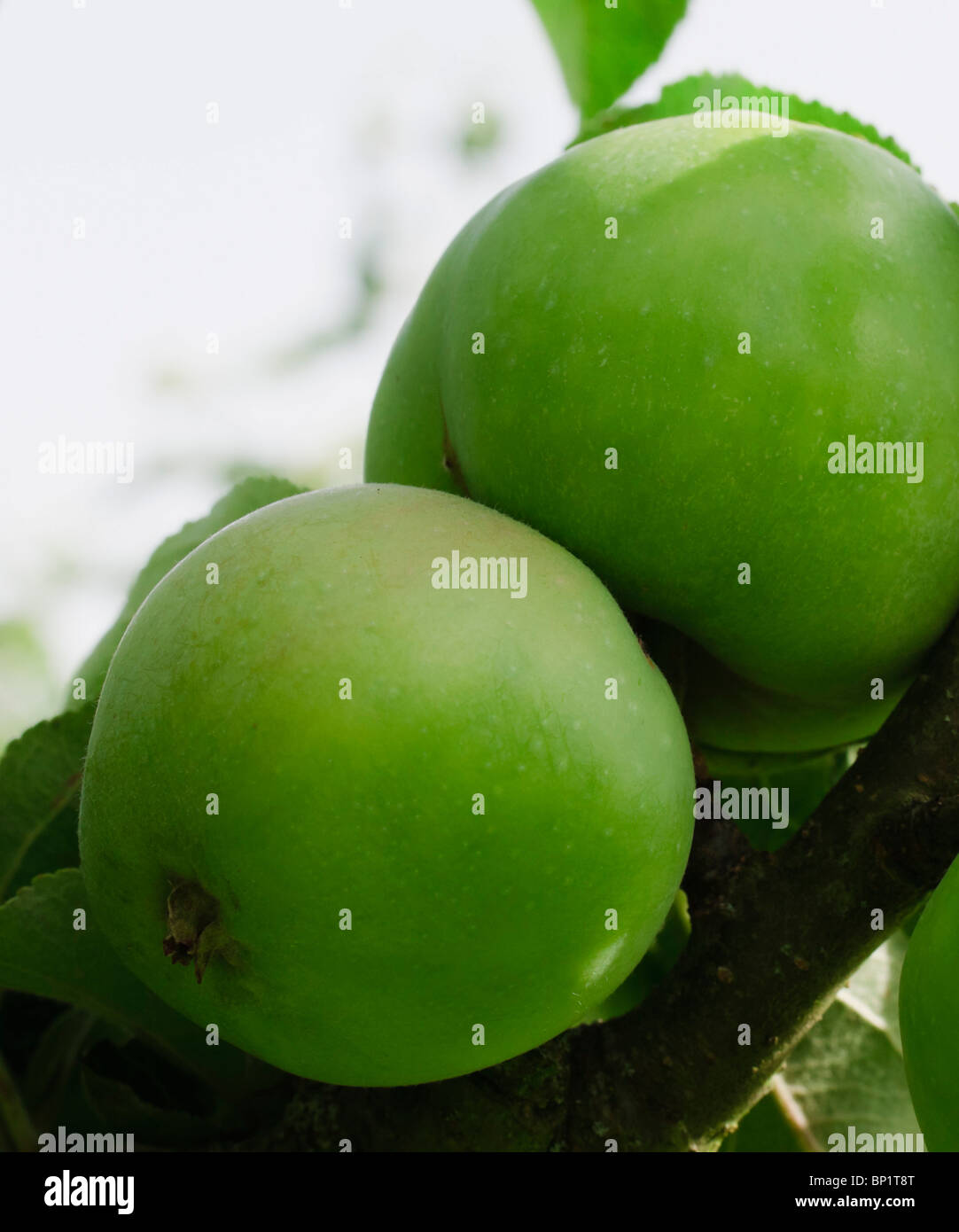 Little green apples Stock Photo - Alamy