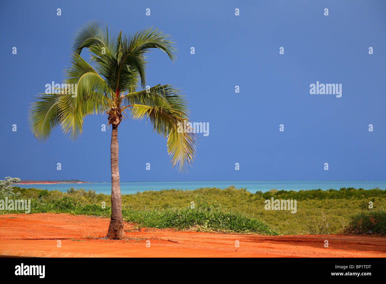 A palm tree against blue sky, Broome, Australia Stock Photo - Alamy