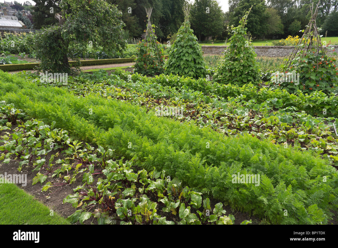 Crop borders hi-res stock photography and images - Alamy