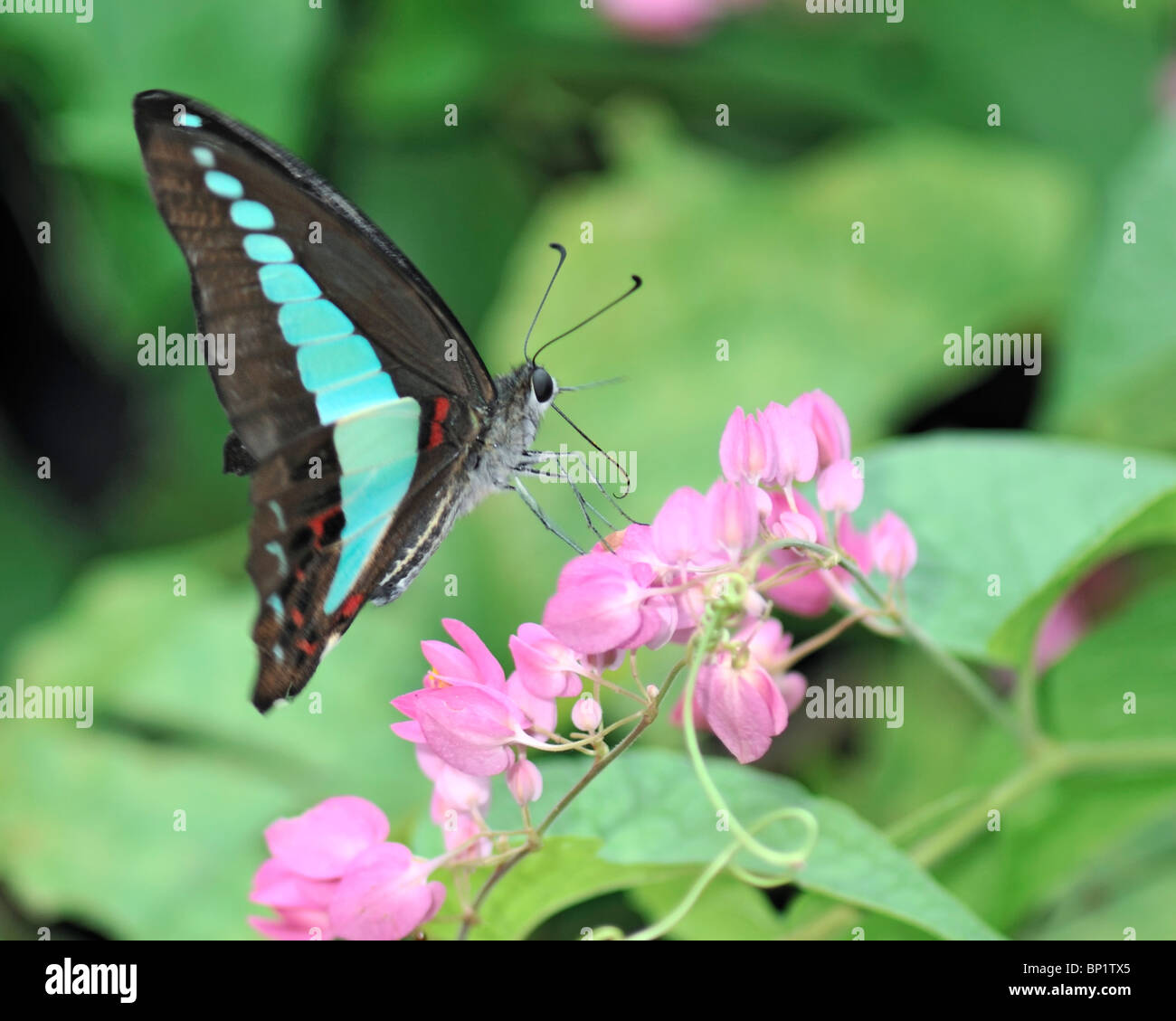 Common Bluebottle Butterfly flying towards a pink Bougainvillea flower ...