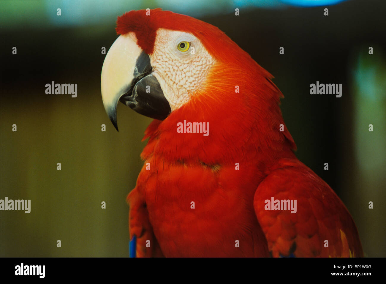 Squawk parrot hi-res stock photography and images - Alamy
