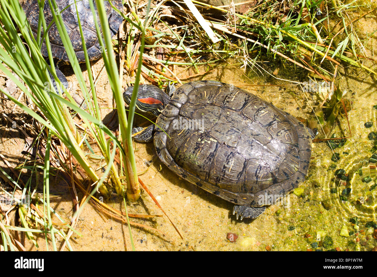 Brown turtle on river Stock Photo - Alamy