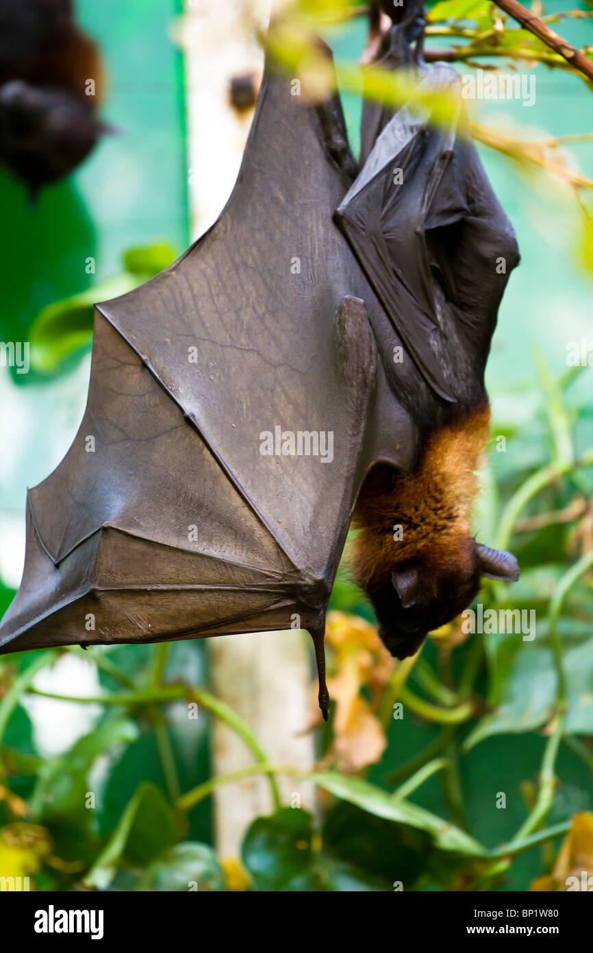 Sleeping giant bat Stock Photo - Alamy