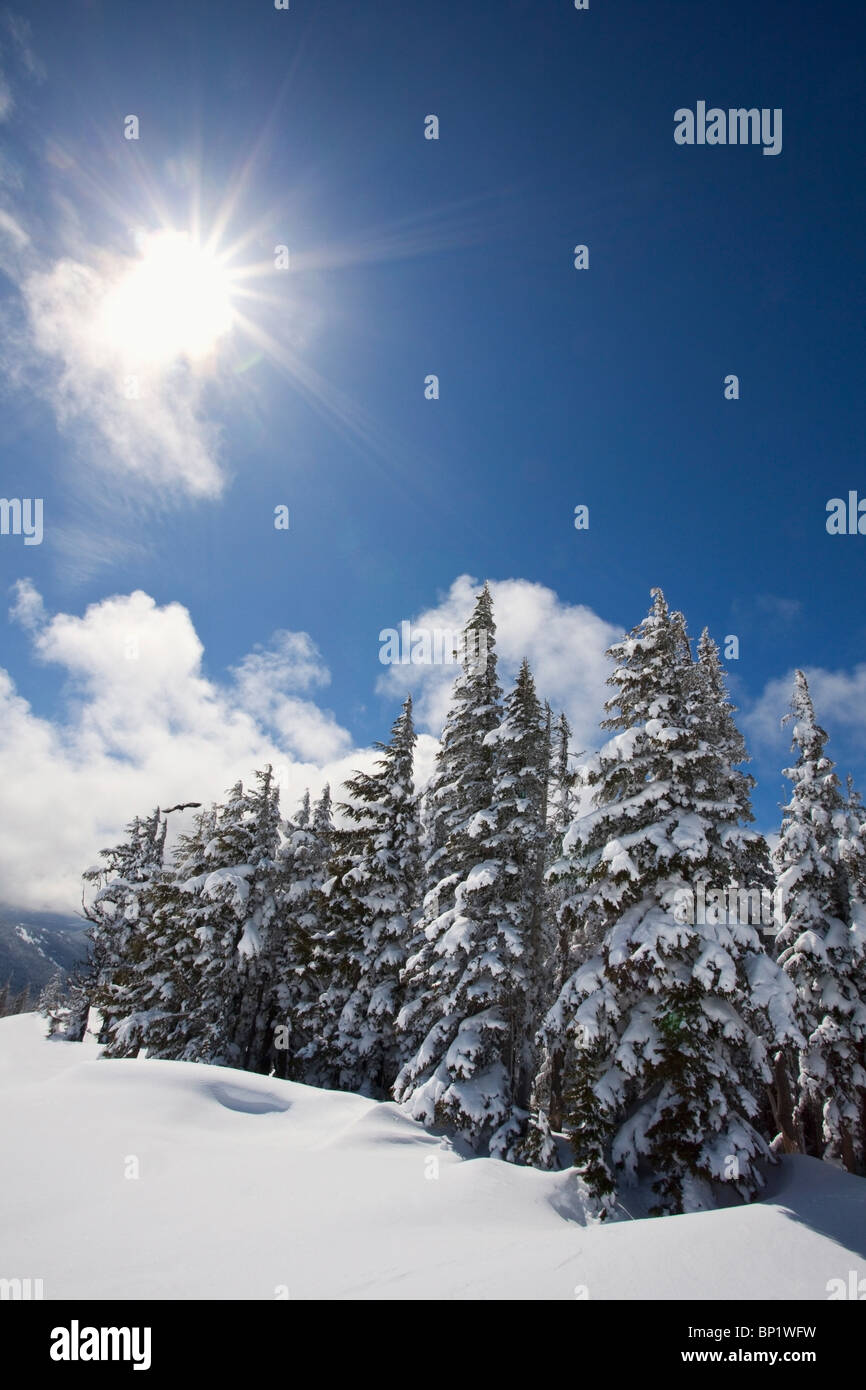 Timberline, Oregon Cascades, United States Of America; Snow On The ...