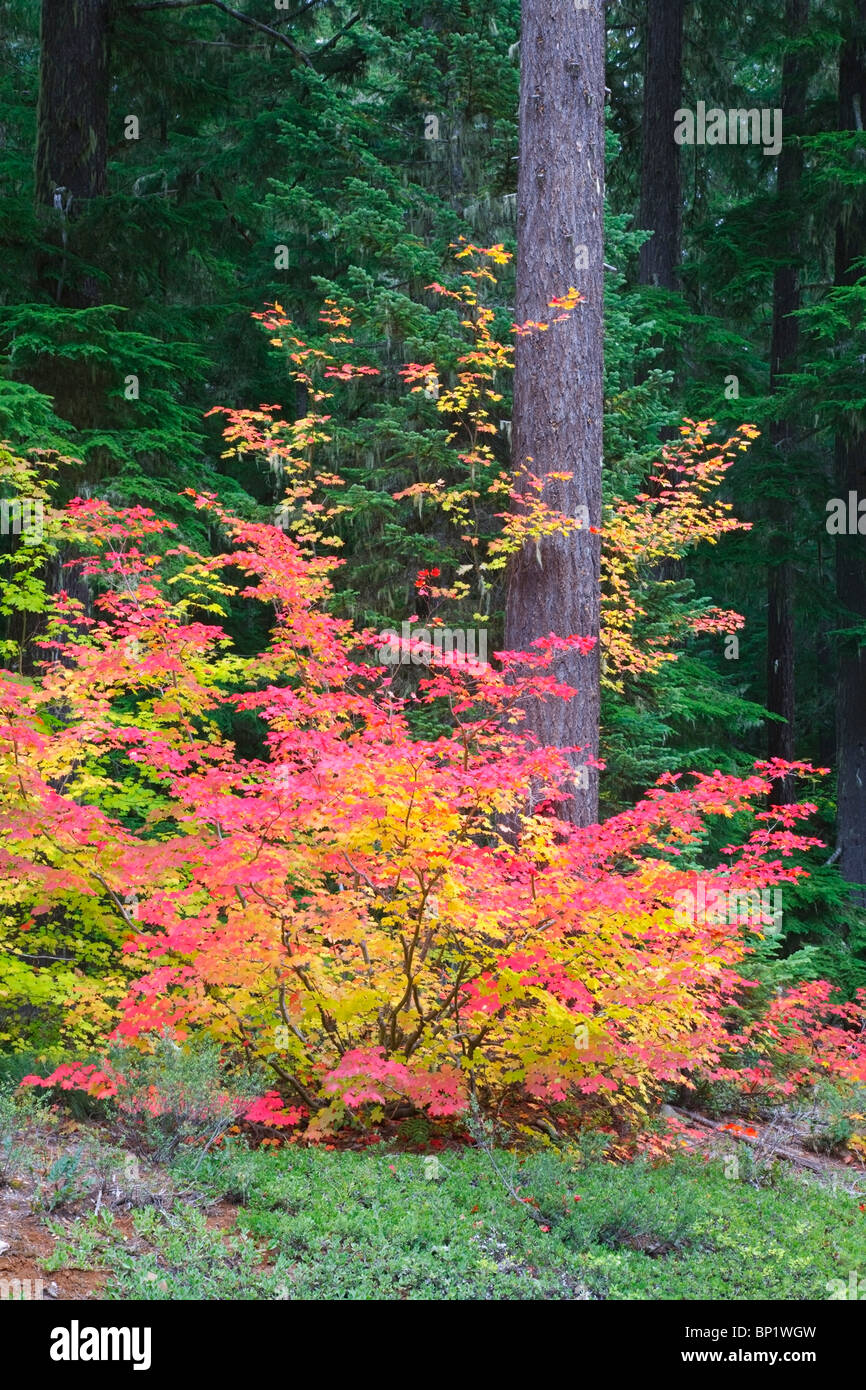 Vine maple tree hi-res stock photography and images - Alamy