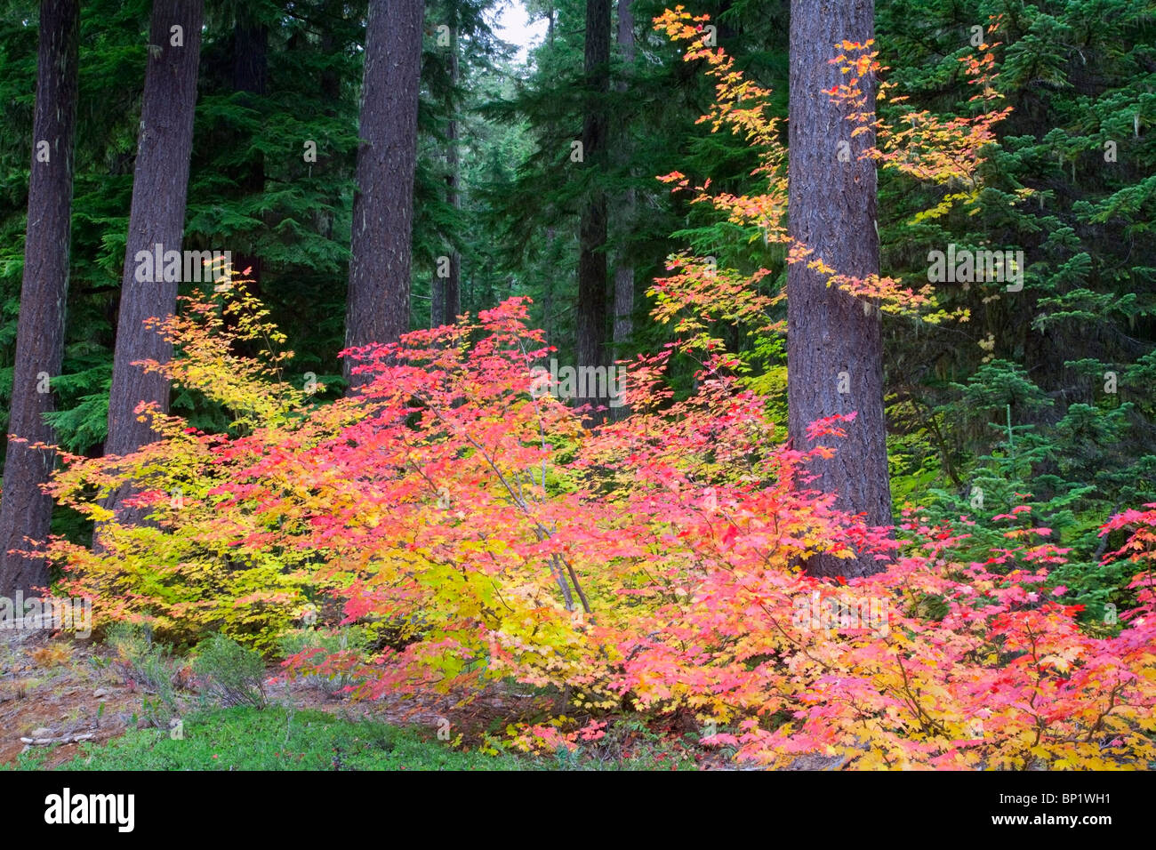 Oregon Cascades, United States Of America; Vine Maple (Acer Circinatum ...