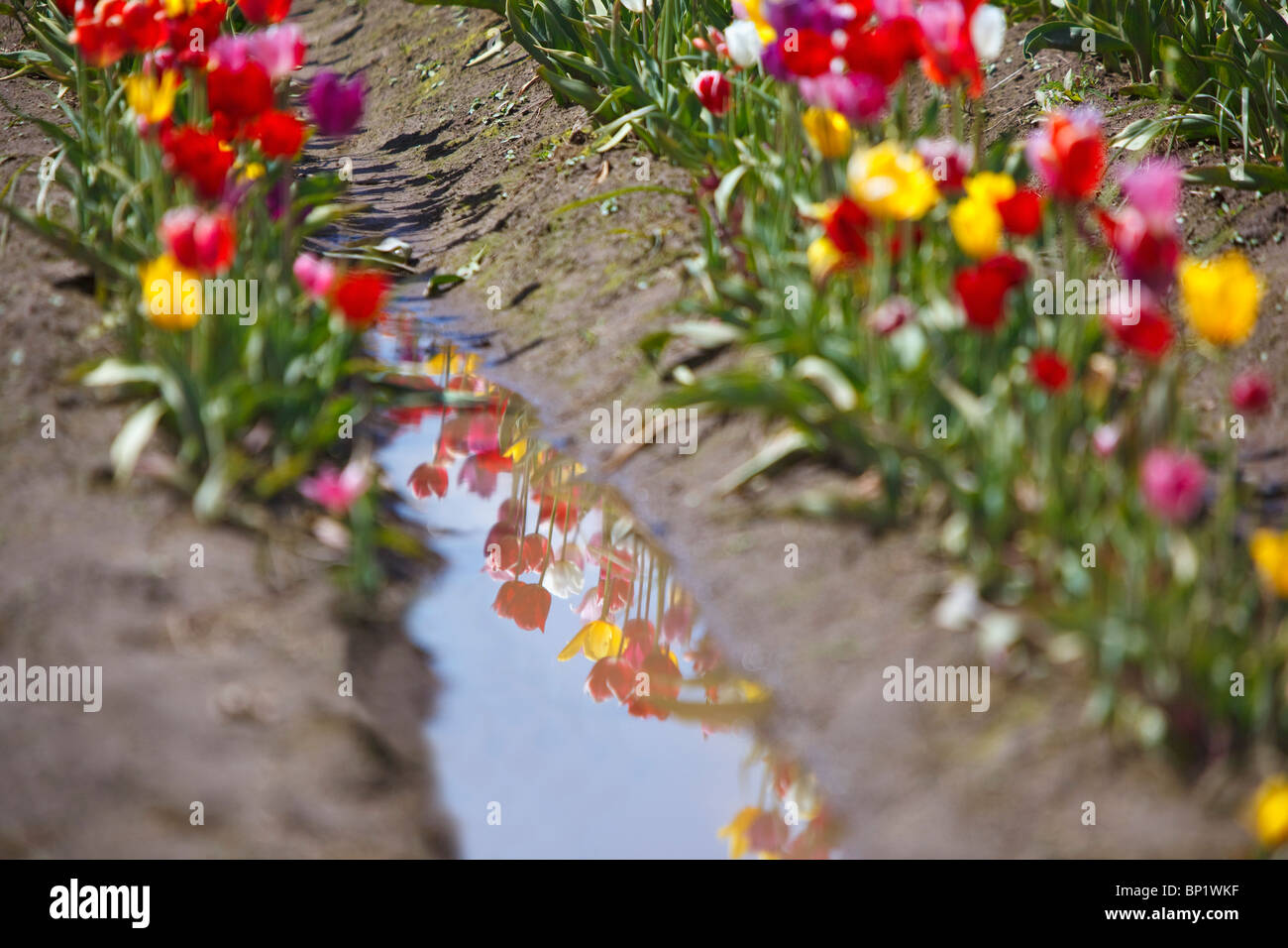 Tulip water colors hi-res stock photography and images - Alamy