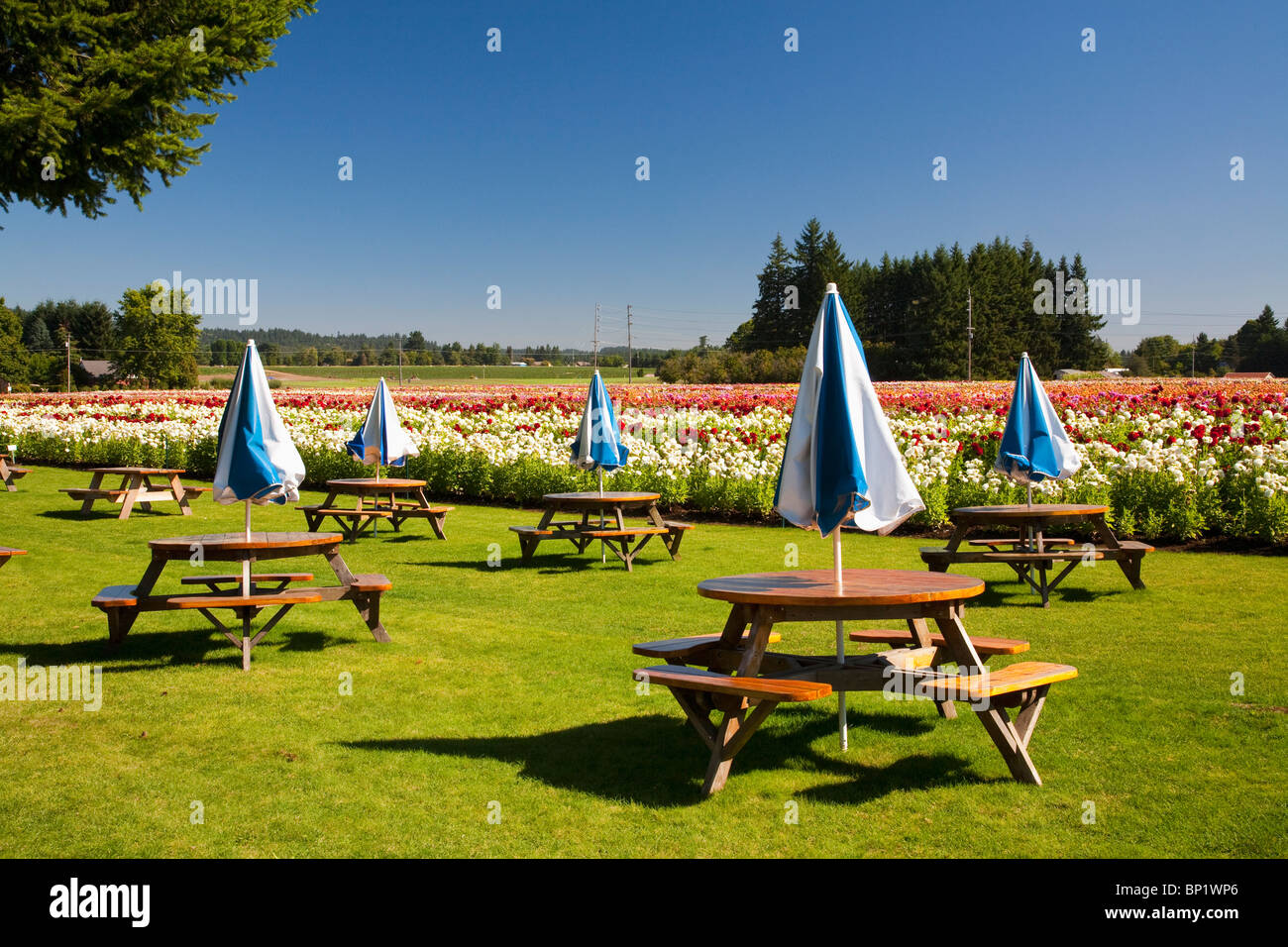 Willamette, Oregon, United States Of America; Picnic Tables And ...