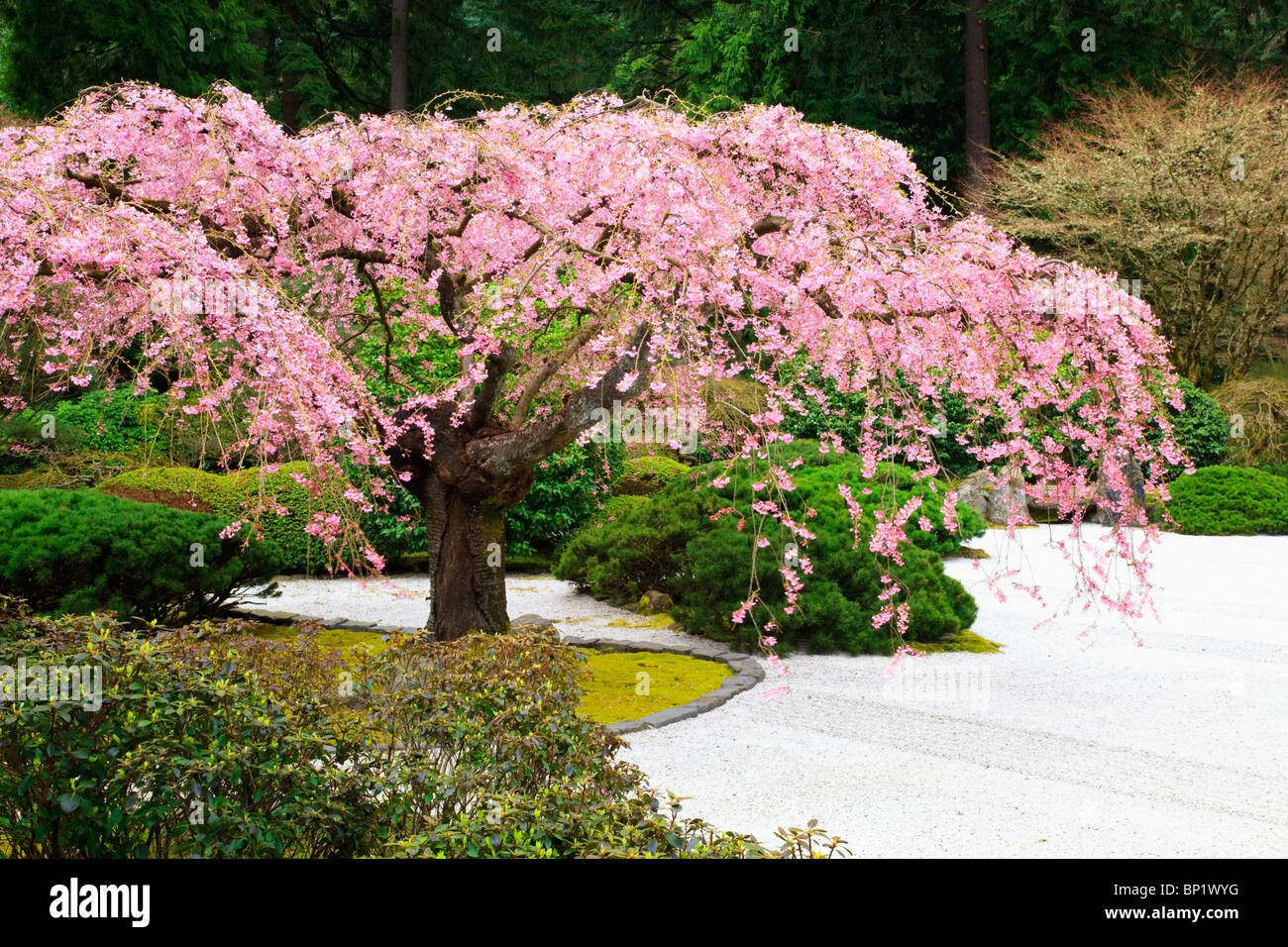 Portland, Oregon, United States Of America; Spring Blossoms At Portland ...
