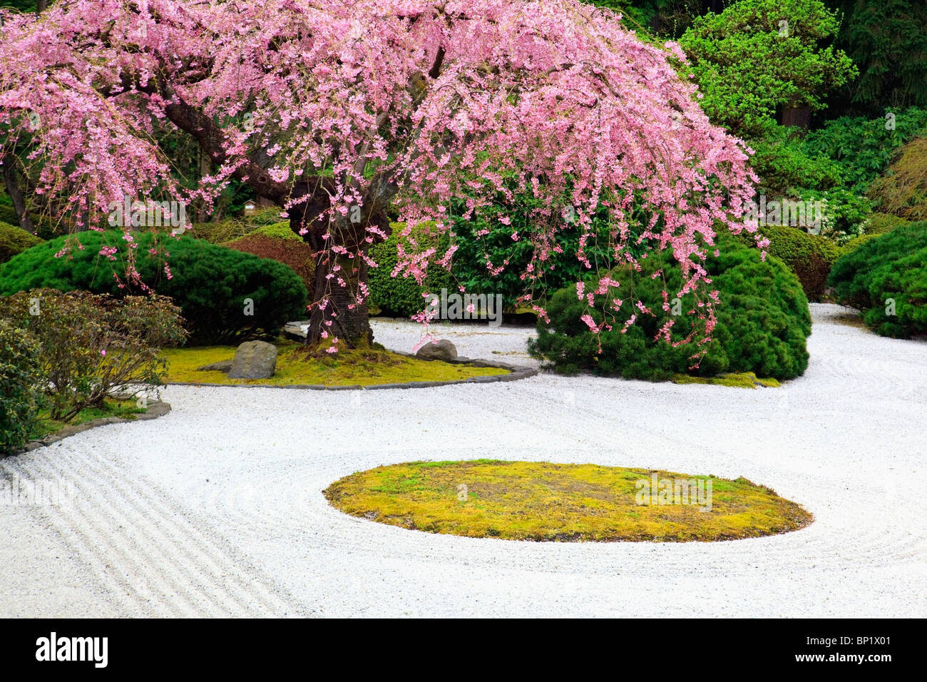 Portland, Oregon, United States Of America; Spring Blossoms At Portland ...