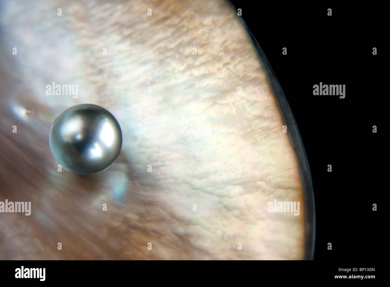 Precious pearl hi-res stock photography and images - Alamy