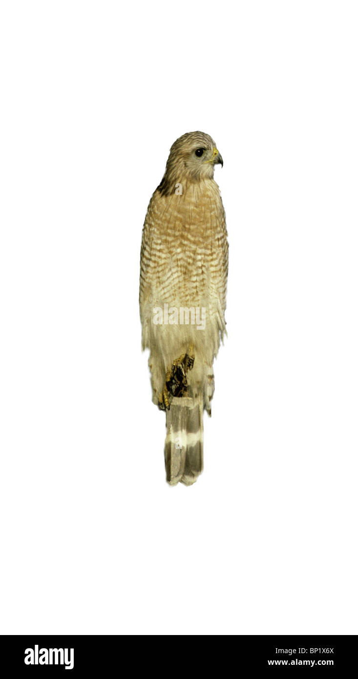 Hawk birds Cut Out Stock Images & Pictures - Alamy