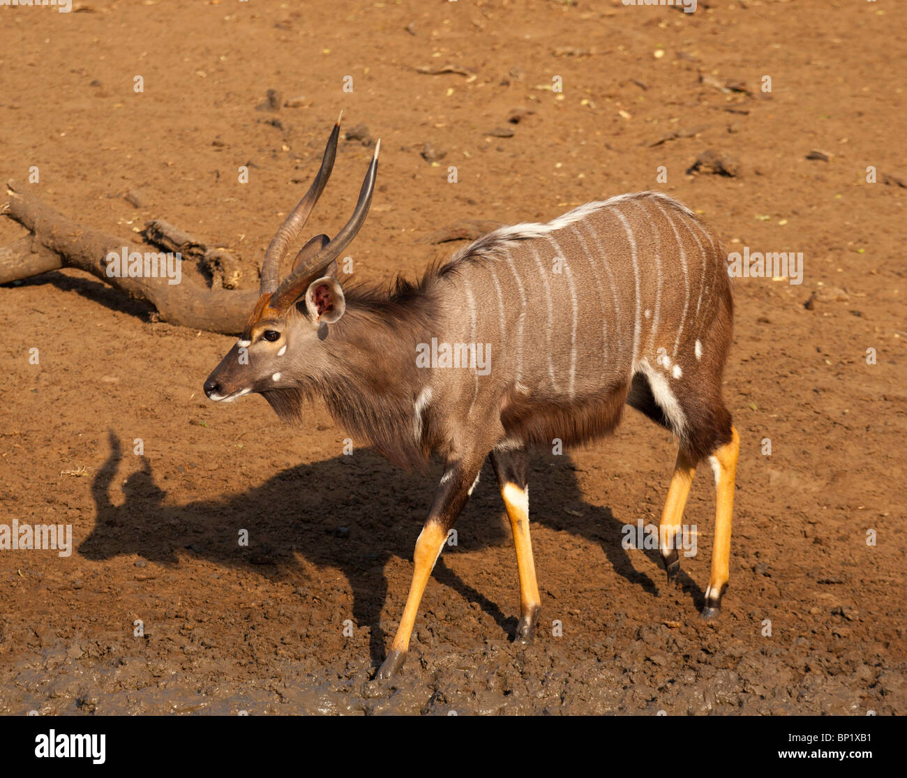 Bull waterhole hi-res stock photography and images - Alamy