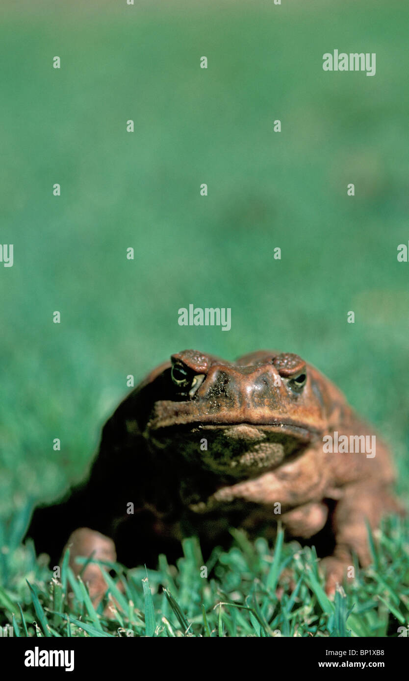 Cane toad eating australia hi-res stock photography and images - Alamy