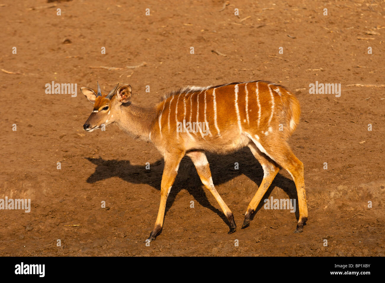 Nyala Bull