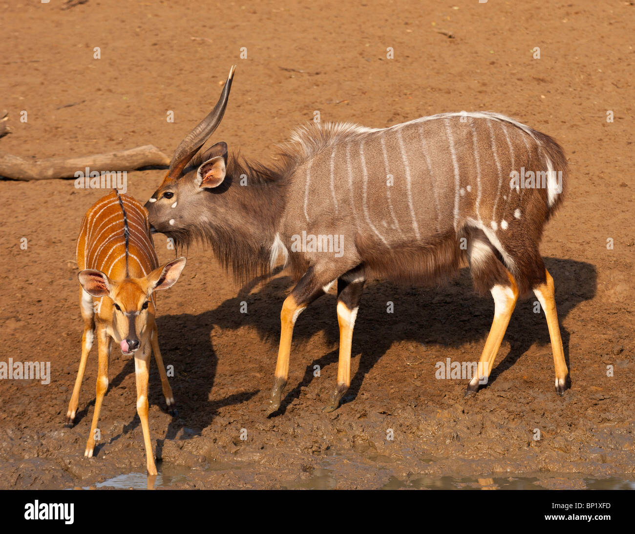 Courting wildlife hi-res stock photography and images - Alamy
