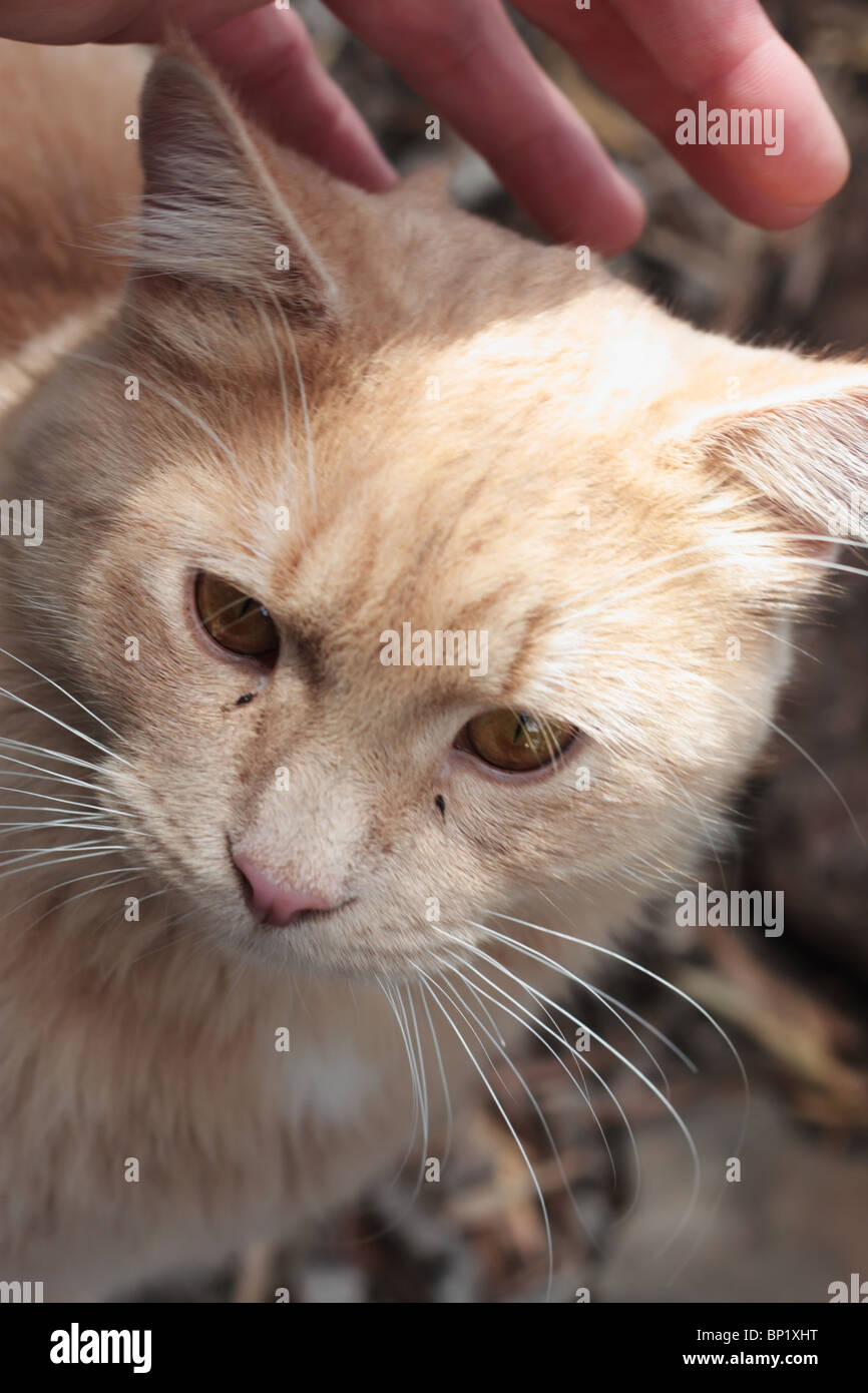 Patting a Cat Stock Photo - Alamy