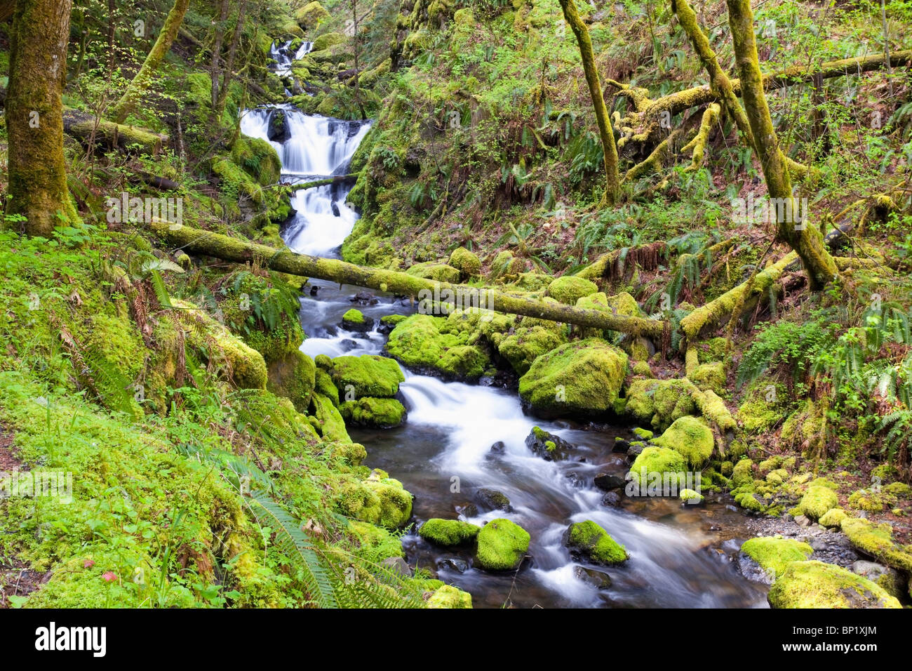 A Stream Flowing Through The Forest Stock Photo - Alamy