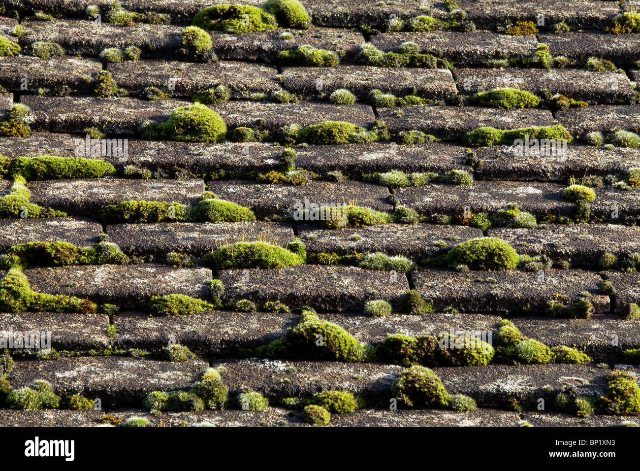 Moss on Roof Stock Photo - Alamy