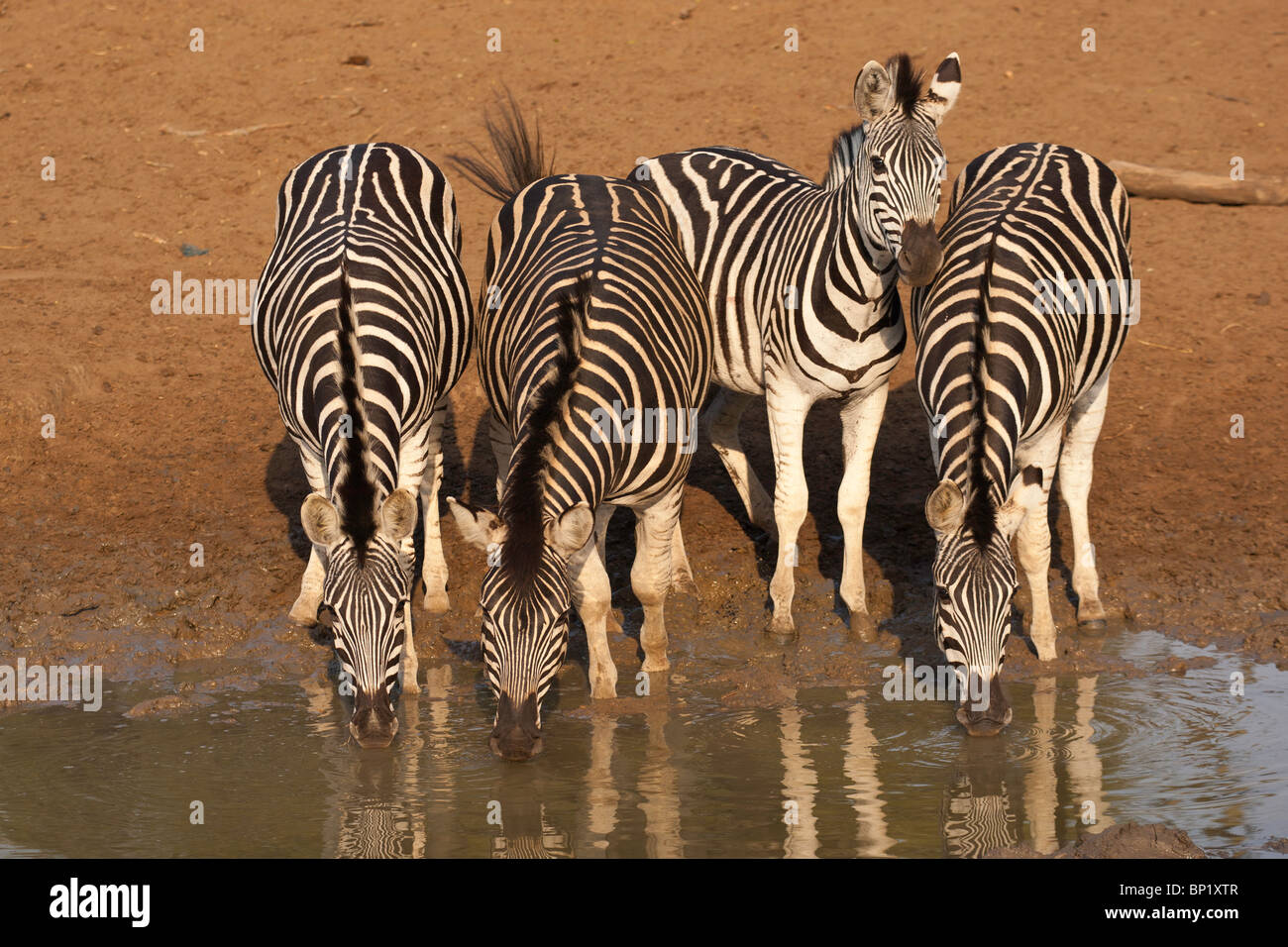 Zebra drinking hi-res stock photography and images - Alamy