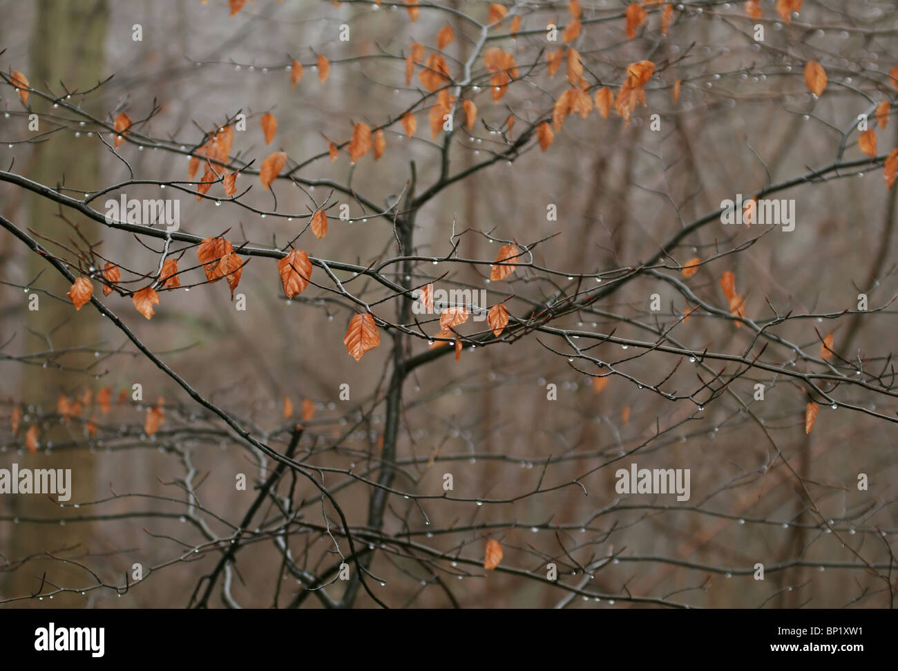 Beech Leaves dripping Stock Photo - Alamy