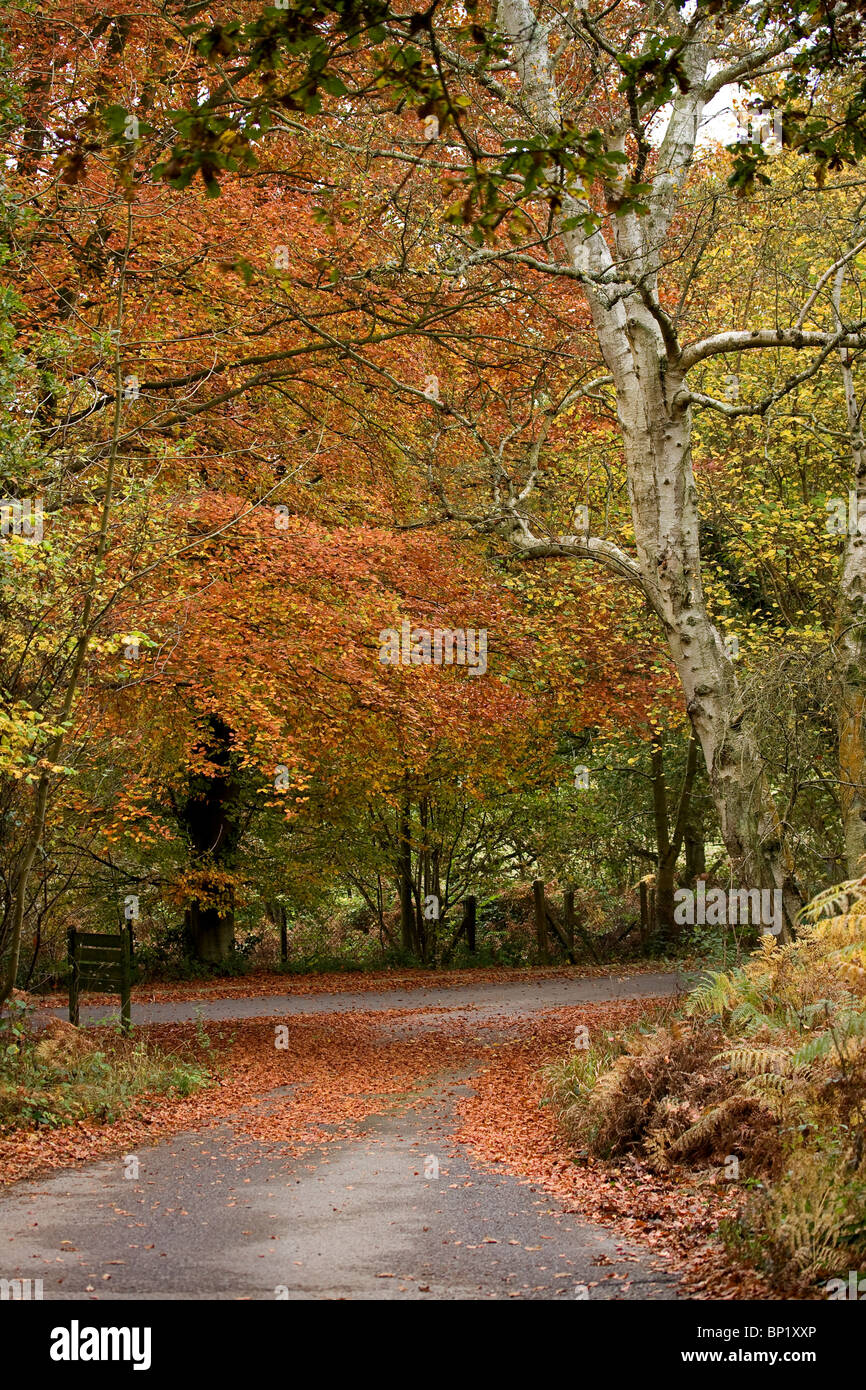 Copper beech tree in the fall hi-res stock photography and images - Alamy