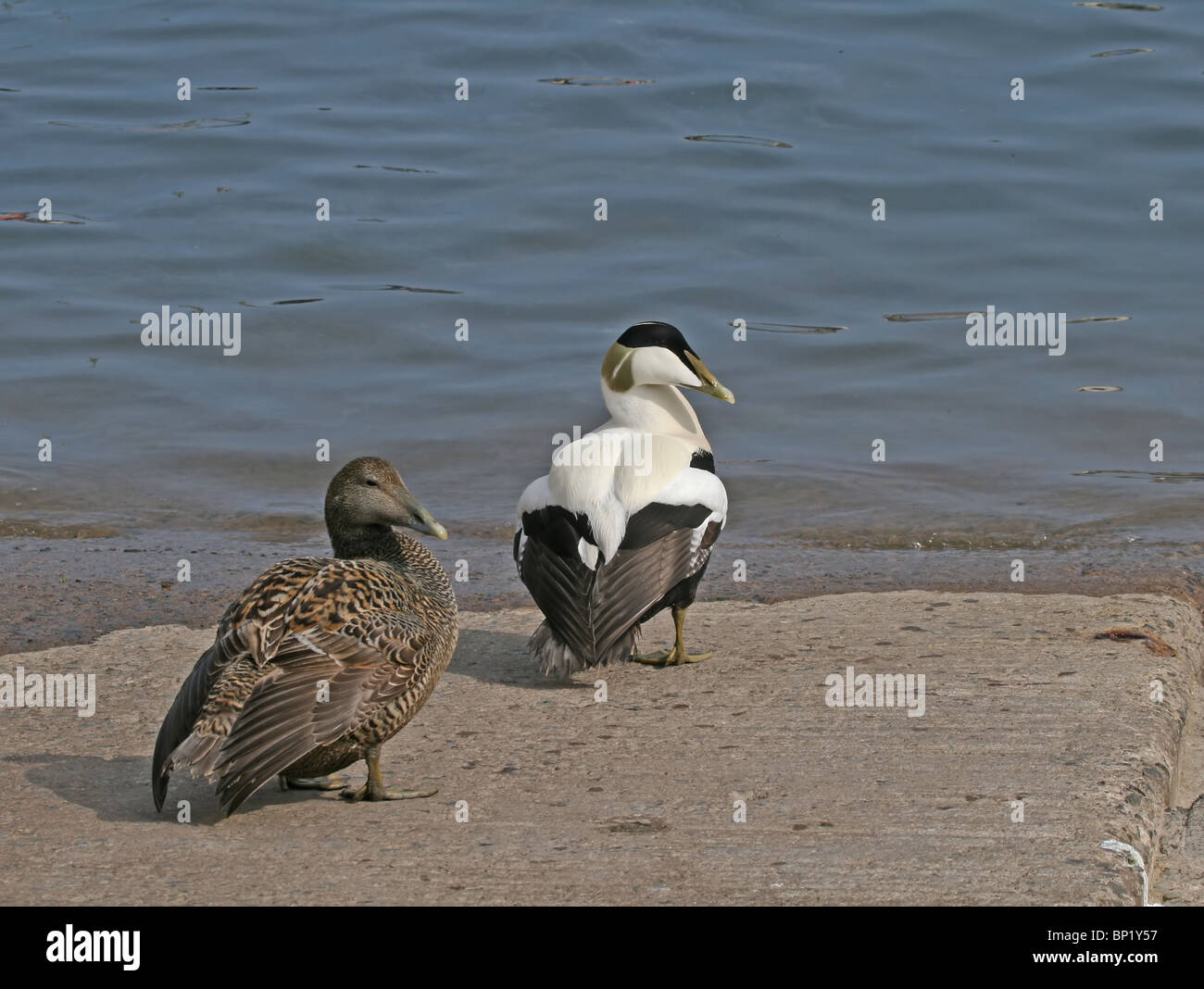 Common Eider Duck pair Stock Photo - Alamy