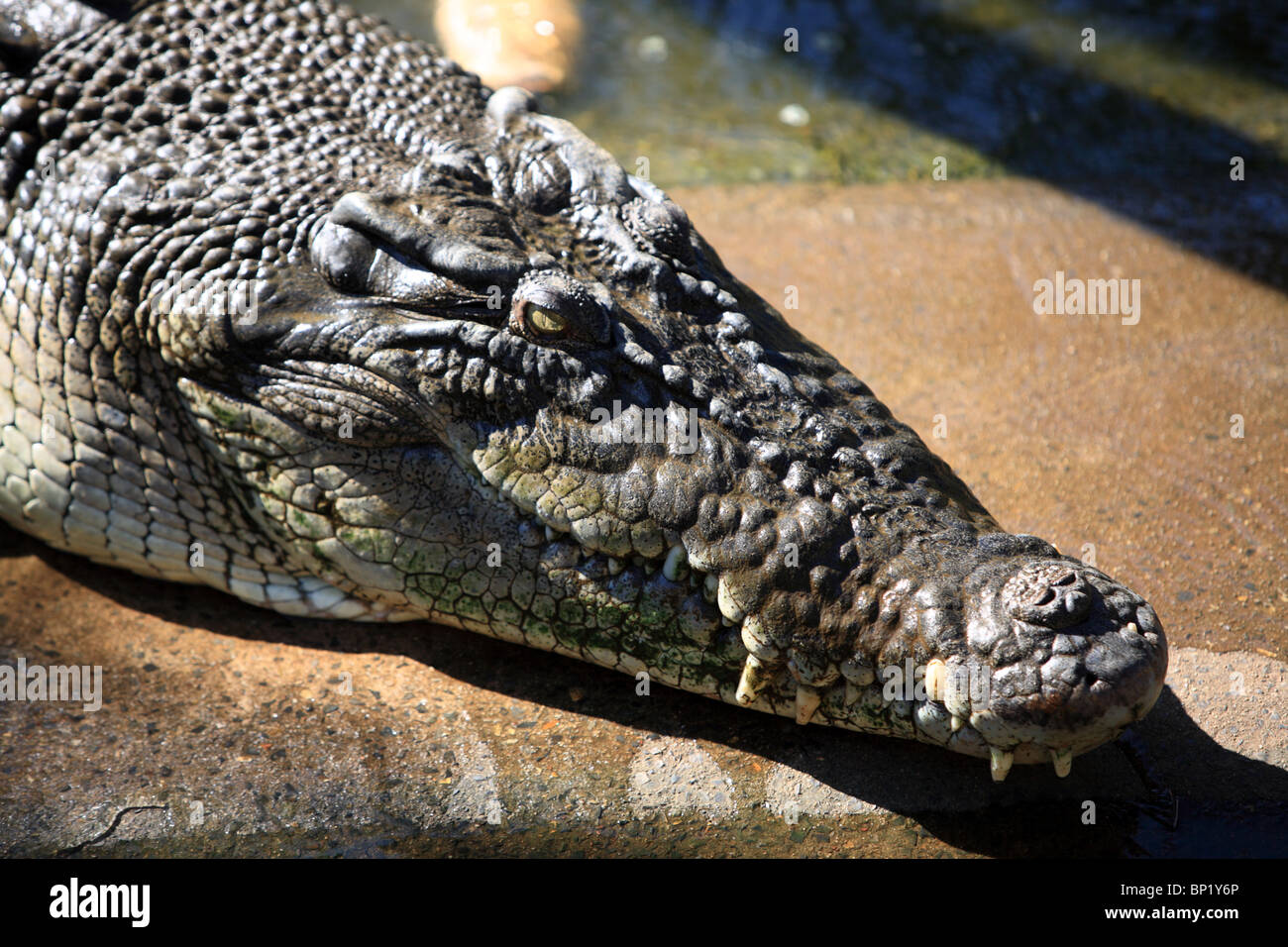 Crocodiles, Darwin, Northern Territory Stock Photo - Alamy