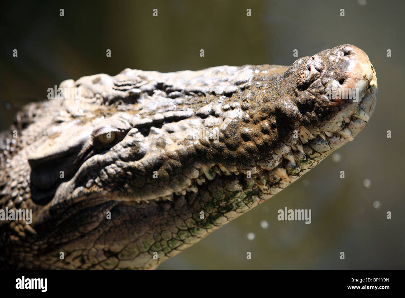 Crocodiles, Darwin, Northern Territory Stock Photo - Alamy