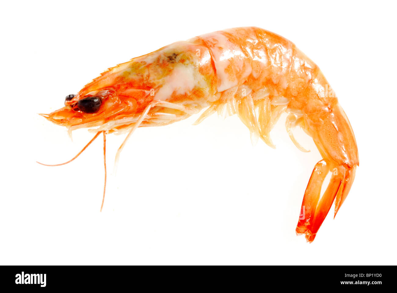 Single prawn hi-res stock photography and images - Alamy