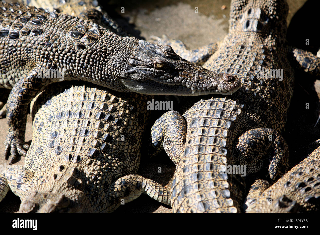 Crocodiles, Darwin, Northern Territory Stock Photo - Alamy
