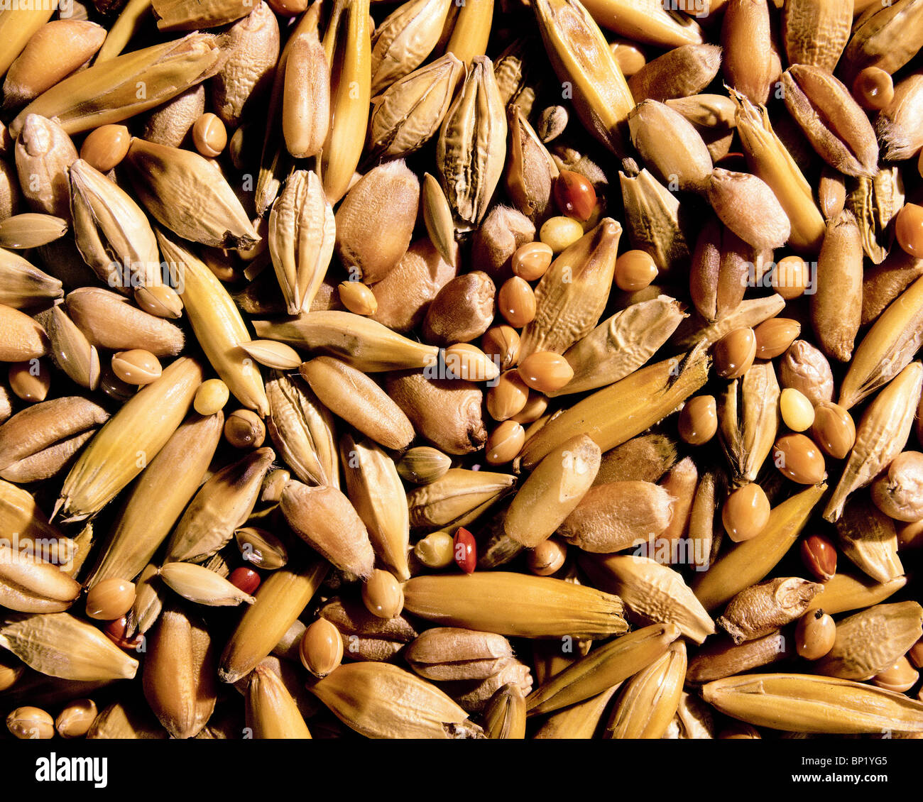 Fine texture of fine various yellow grain Stock Photo - Alamy