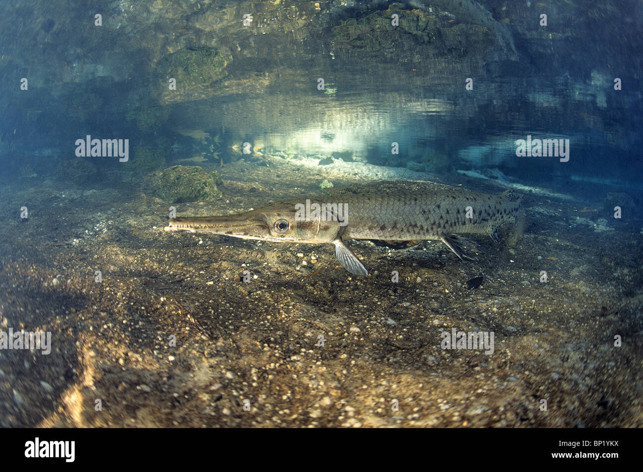 Florida Gar Stock Photos & Florida Gar Stock Images - Alamy