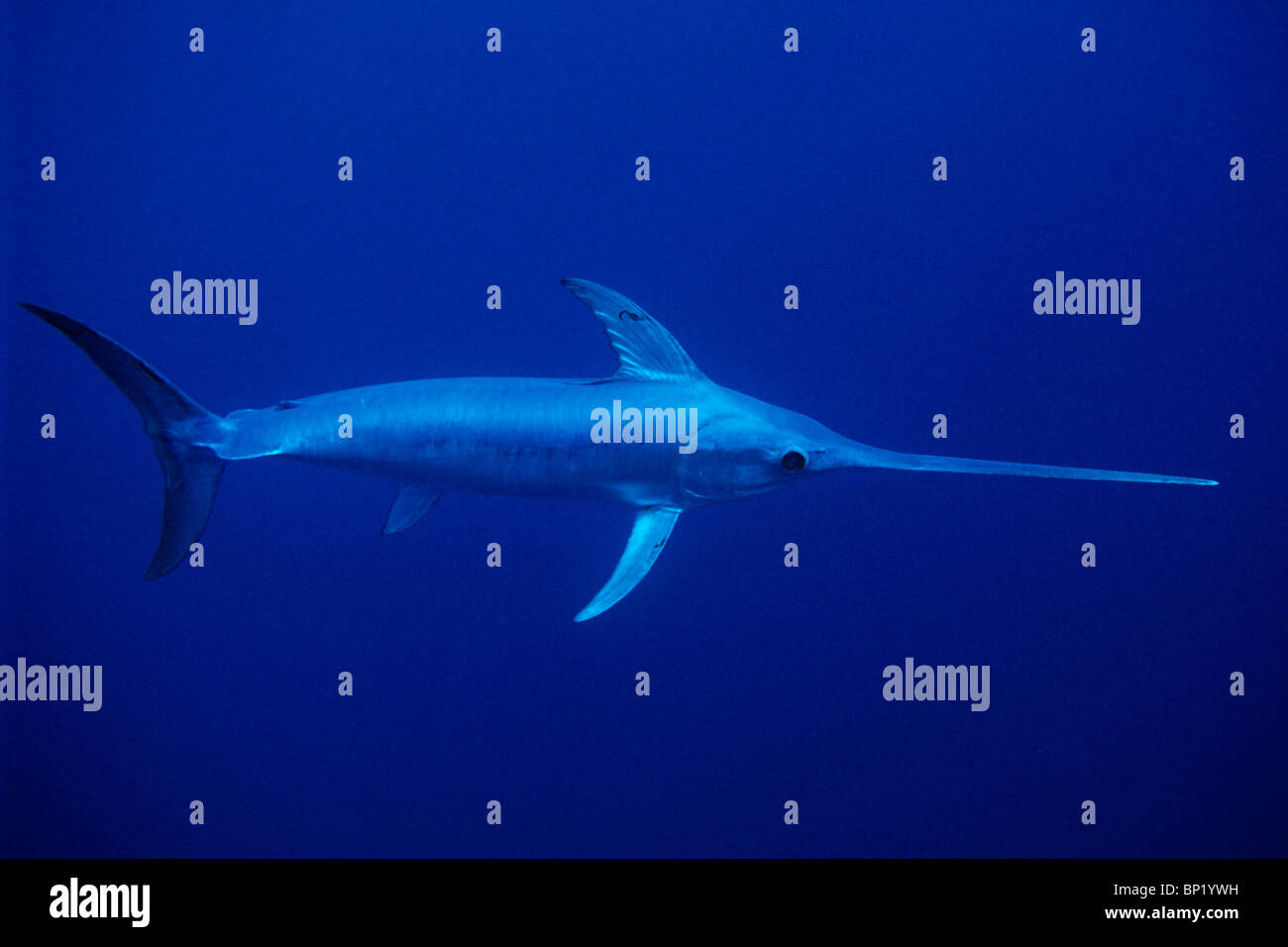 Swordfish, Xiphias gladius, Sardinia, Italy Stock Photo - Alamy
