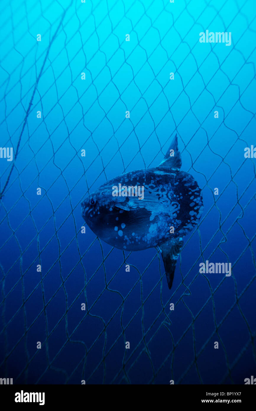 Ocean Sunfish bycatch, Mola mola, Sardinia, Italy Stock Photo - Alamy