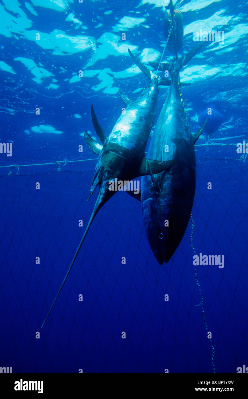 Bluefin Tuna and Swordfish Fishing, Thunnus thynnus, Xiphias gladius ...