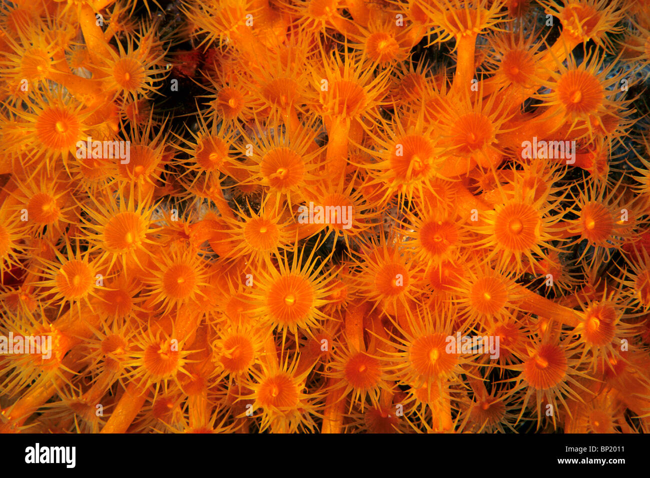 Polyps of Yellow Cluster Anemones, Parazoanthus axinellae, Sardinia ...