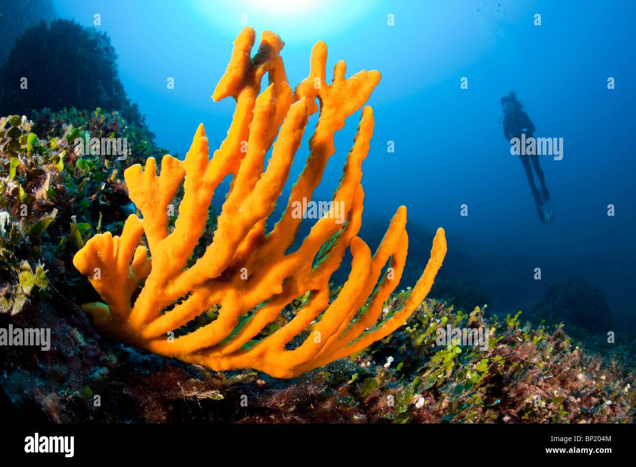 Yellow Sponge and Scuba Diver, Axinella verrucosa, Sardinia, Italy ...