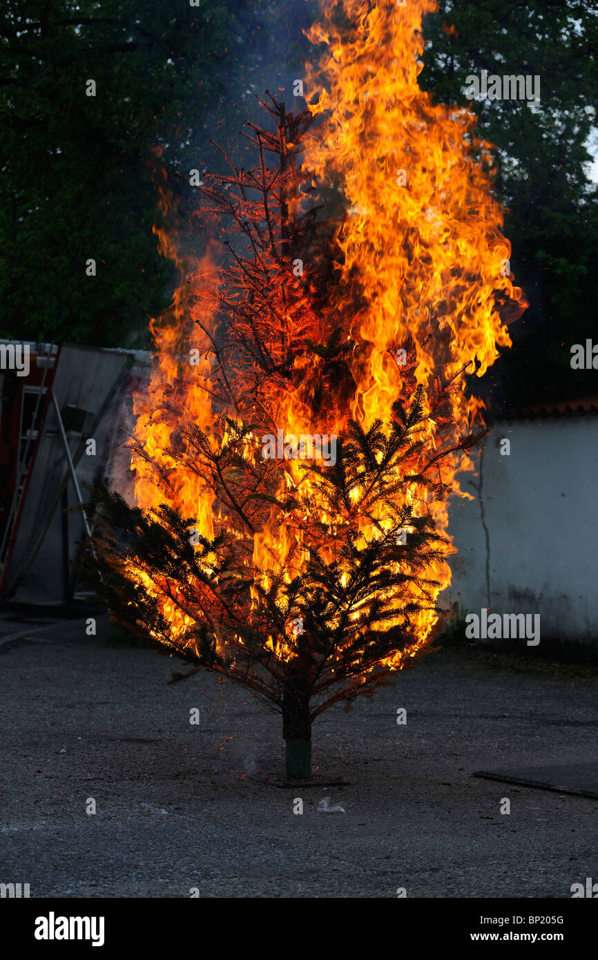 Burning Christmas Tree Sequence. From the Beginning 'till the End Stock ...
