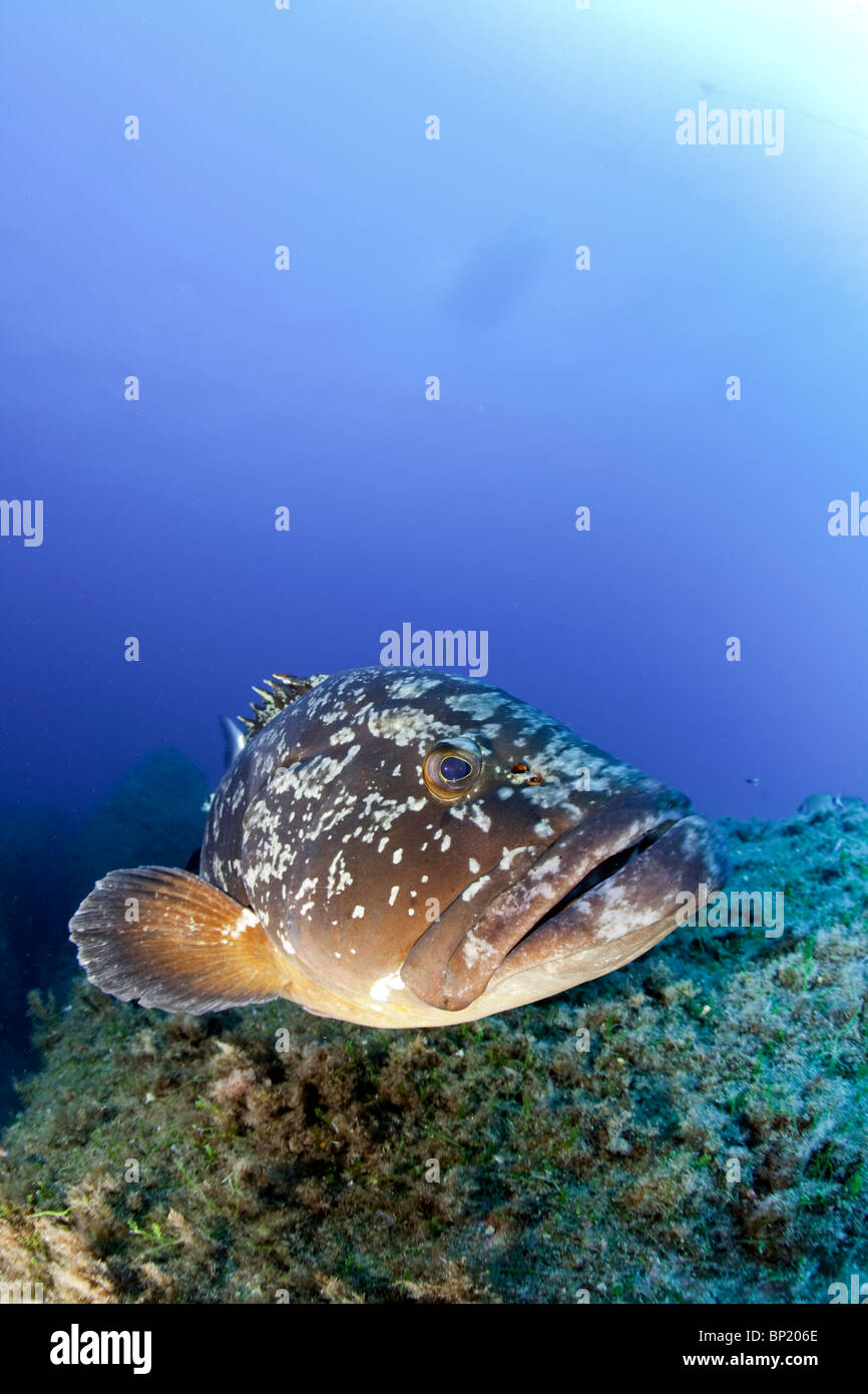 Underwaterpicture hi-res stock photography and images - Alamy