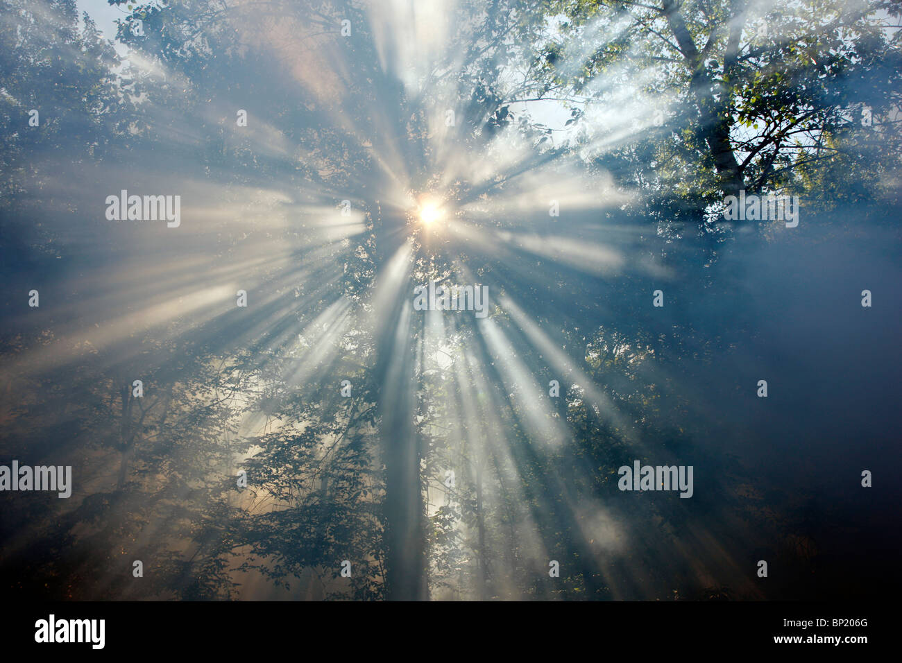 Smoke in a forest, sun comes slowly through the fume Stock Photo - Alamy