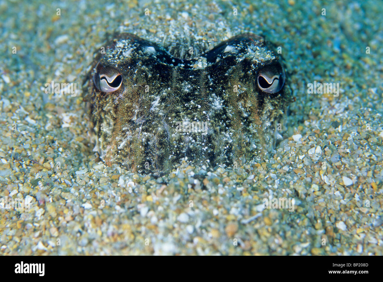 Common Cuttlefish camouflages under sand, Sepia officinalis, Sardinia ...